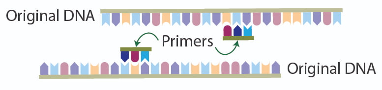 PCR & Infection Control: The Polymerase Chain Reaction Process