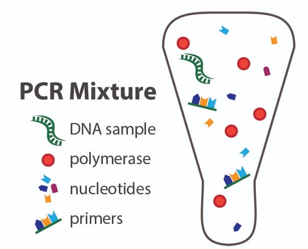 PCR & Infection Control: The Polymerase Chain Reaction Process